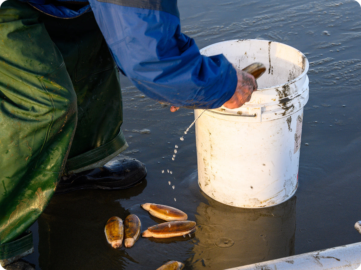 AK Shellfish – Big Alaska Seafood