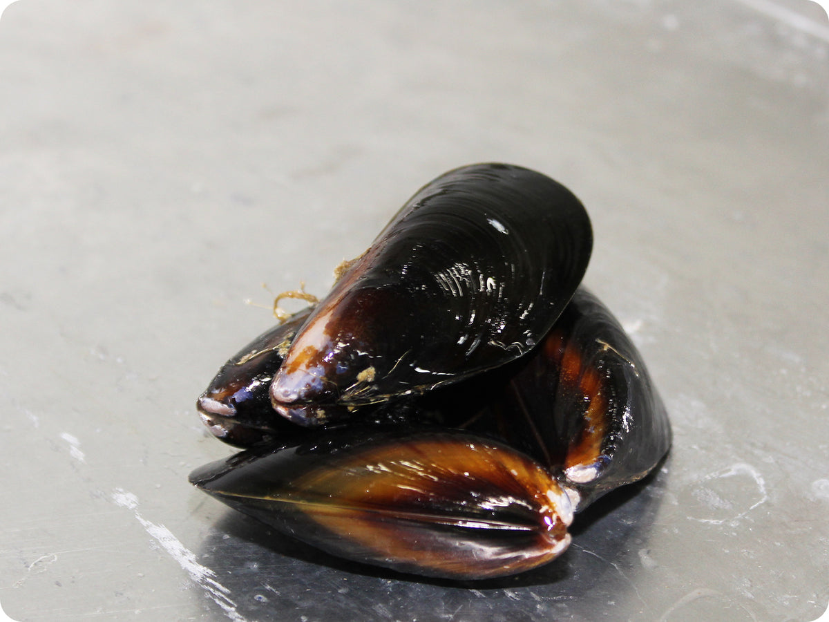 Pacific Blue Mussels (aquaculture, live) – Big Alaska Seafood